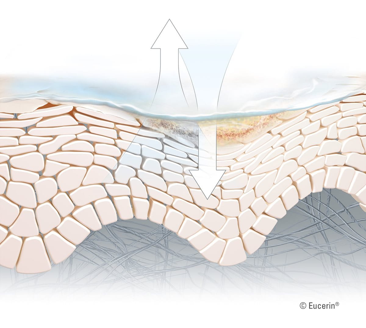 Our research | Behind the science of Aquaphor| Eucerin