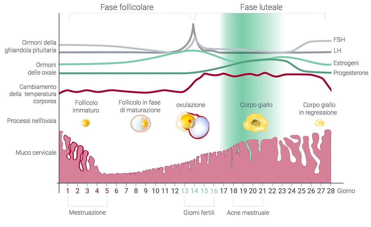 Acne Ormonale: Come riconoscerla e come influisce sulla pelle | Eucerin
