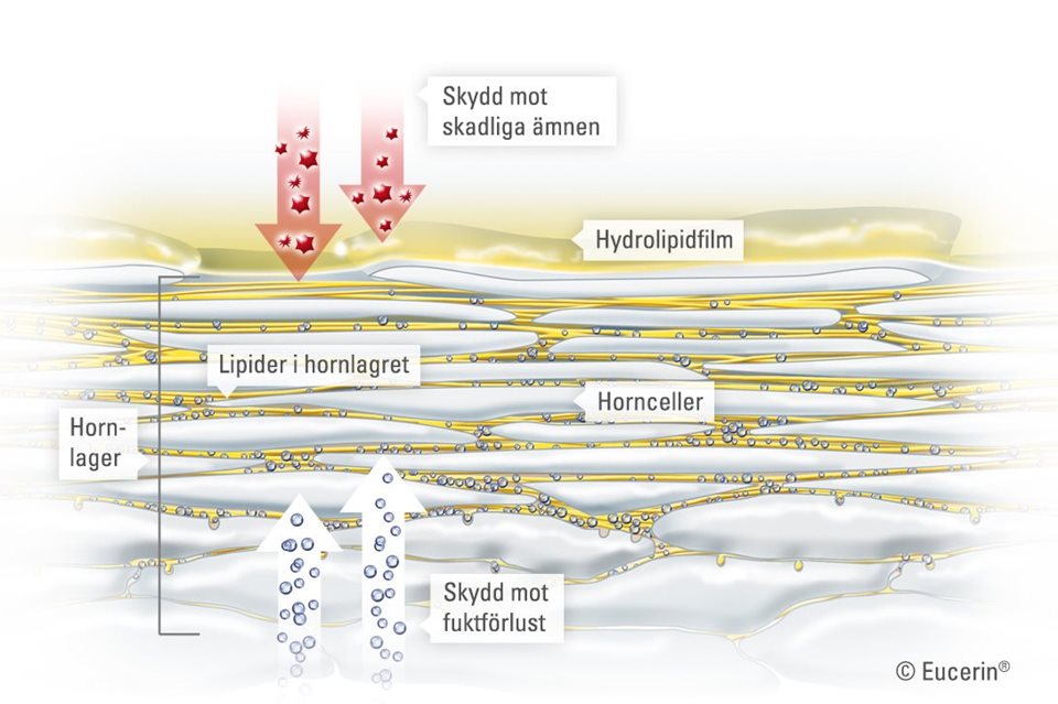 Om huden | Hudens uppbyggnad och funktion | Eucerin